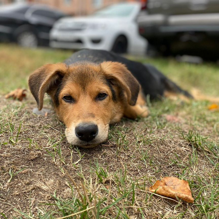 Красивый щенок с улицы в добрые руки