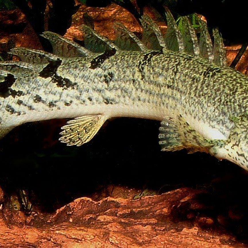 Полиптерус дельгези