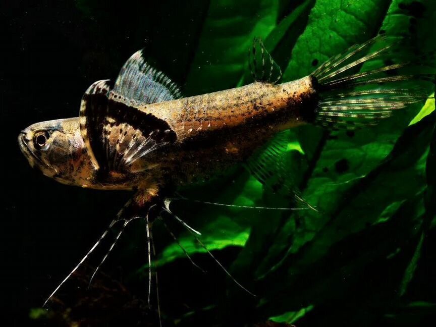 Пантадон рыба-бабочка