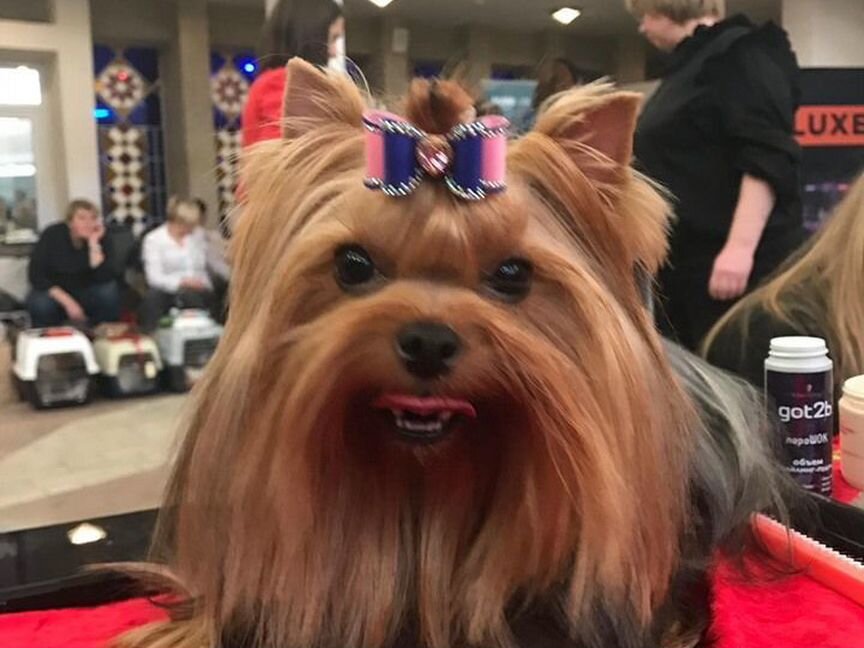 Продам йоркширского терьера