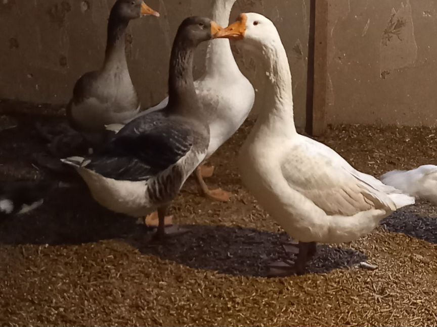 Гуси Индоутки