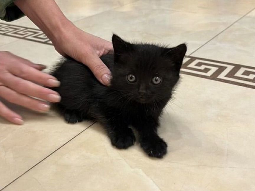 Черный котенок в добрые руки
