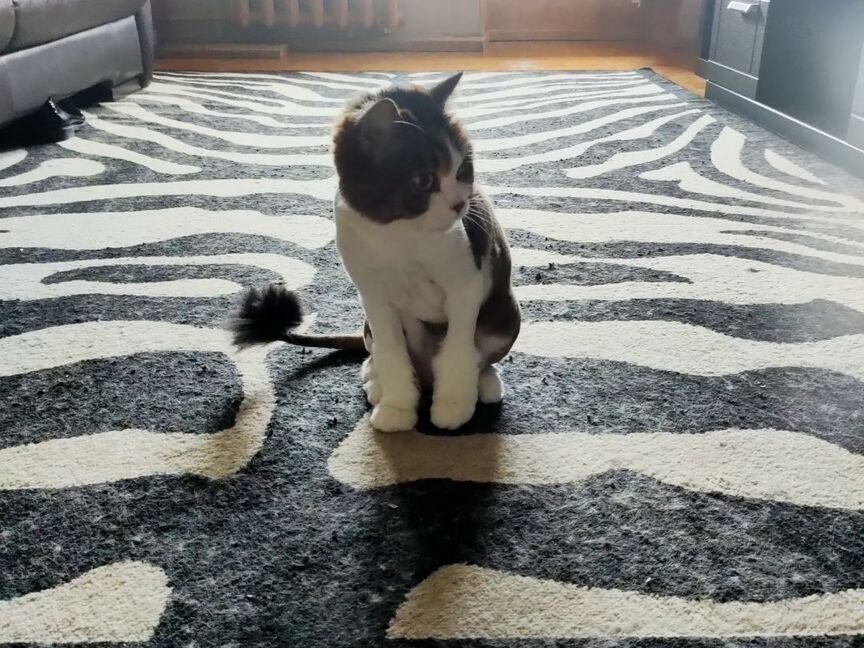 Кошка