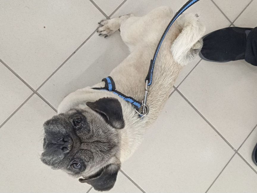 Мопс ишет невесту