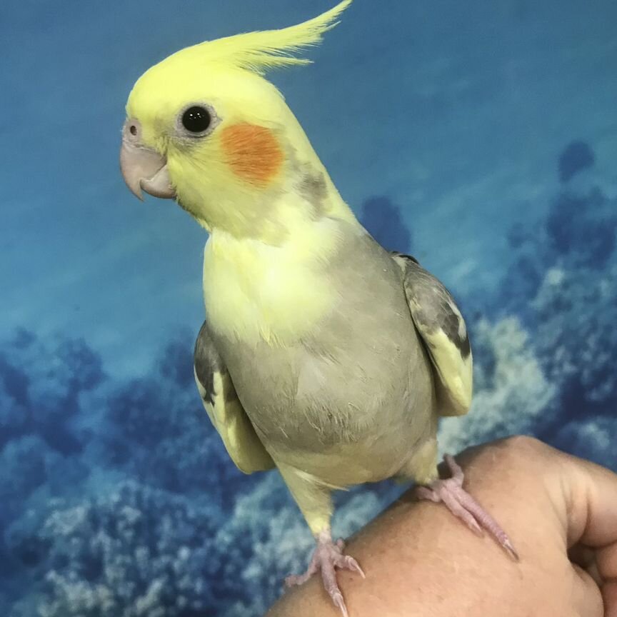 Попугай корелла птенец ручной