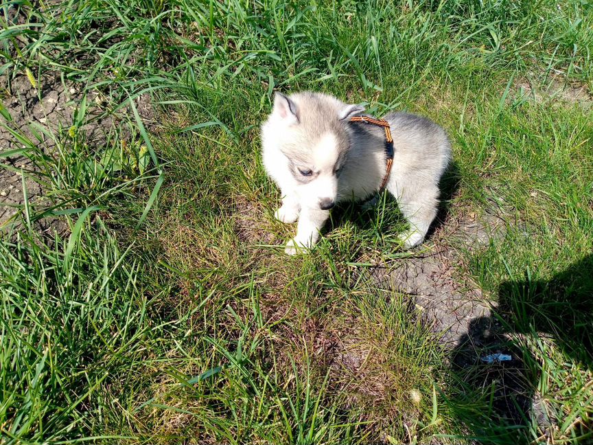 Щенок мальчик хаски