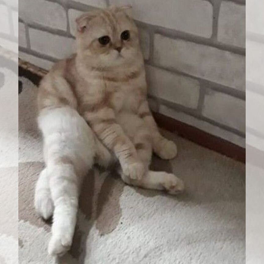 Вислоухий Кот Шотландец на вязку(Кот не продаётся)