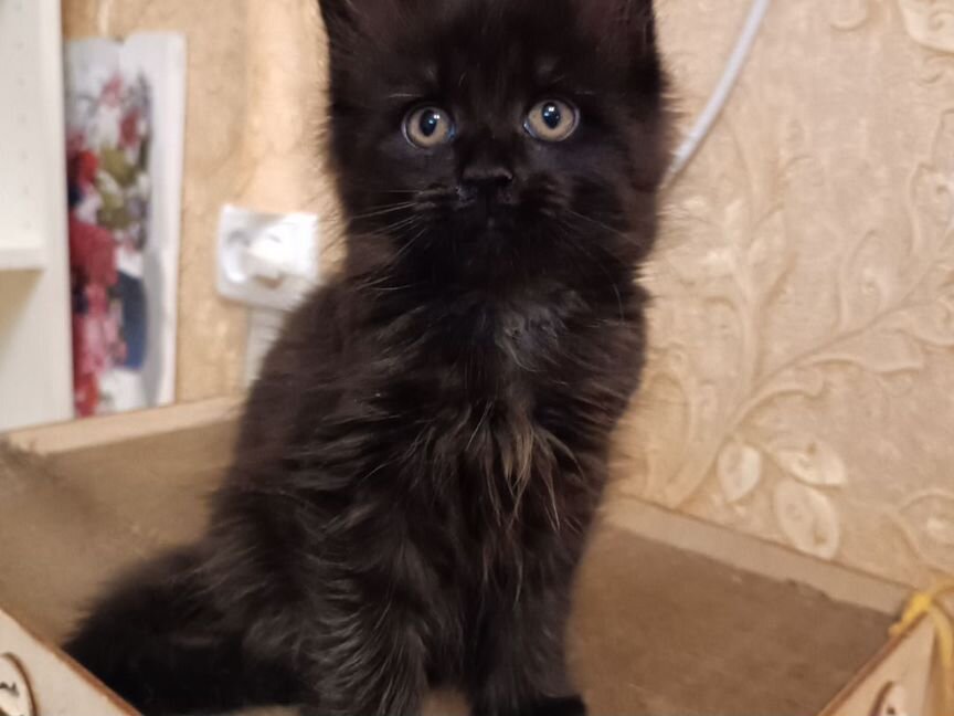 Котята мейн-кун