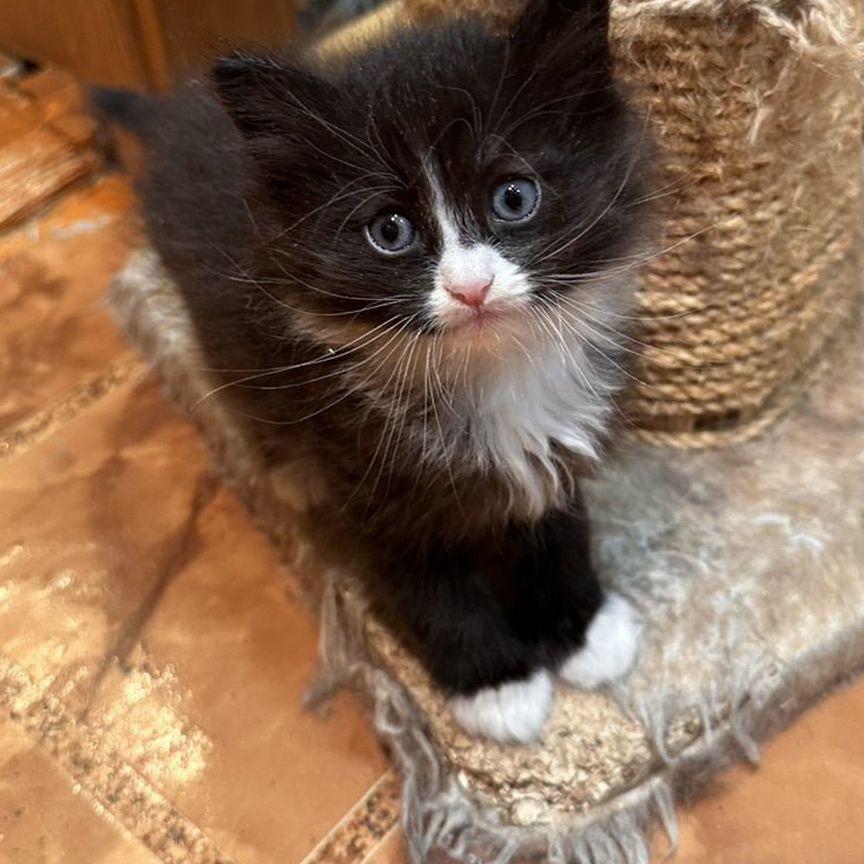 Котёнок в добрые руки