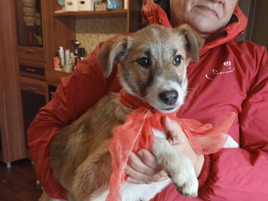 Щеночки-девочки, 3 месяца