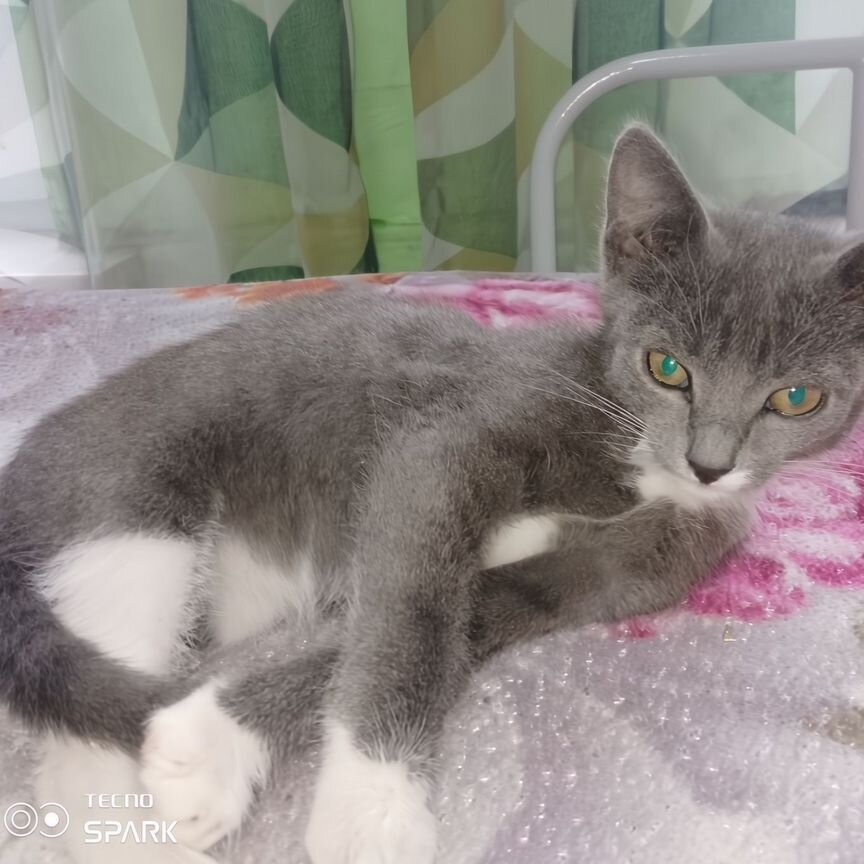 Отдам котенка