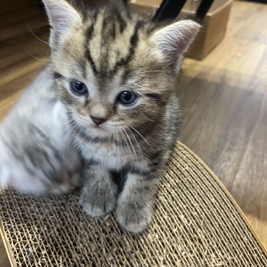 Шотландские прямоухие котята