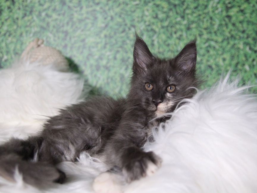 Мейн-кун кошка