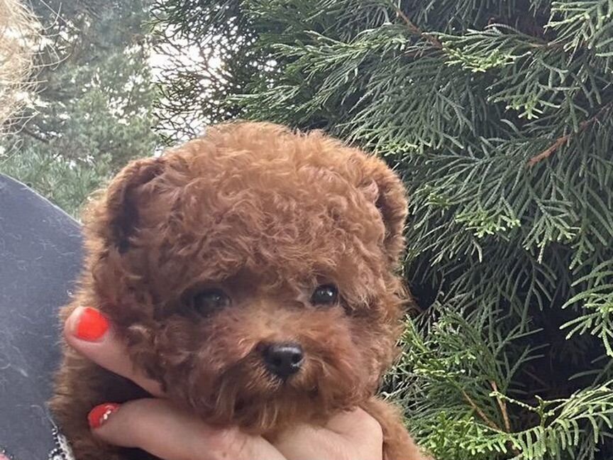 Той-пудель тикап тедди девочка 4 мес мальтипу