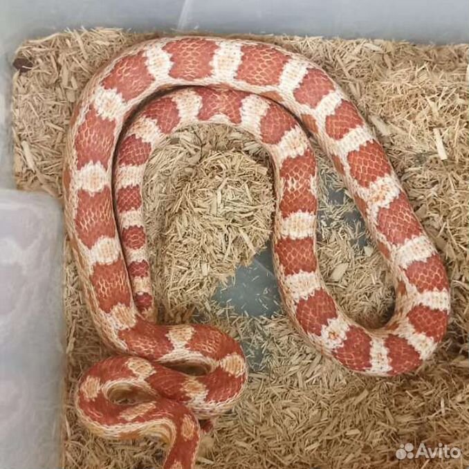 Маисовый полоз взрослый самец