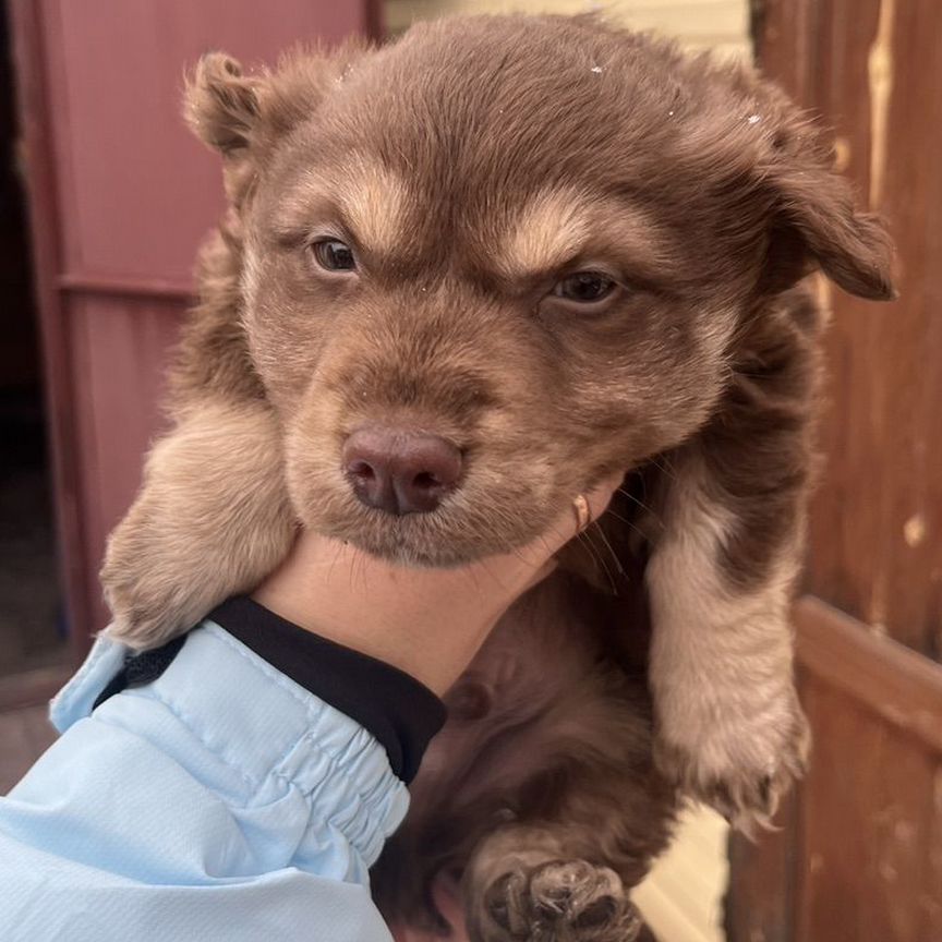 Щенок в добрые руки