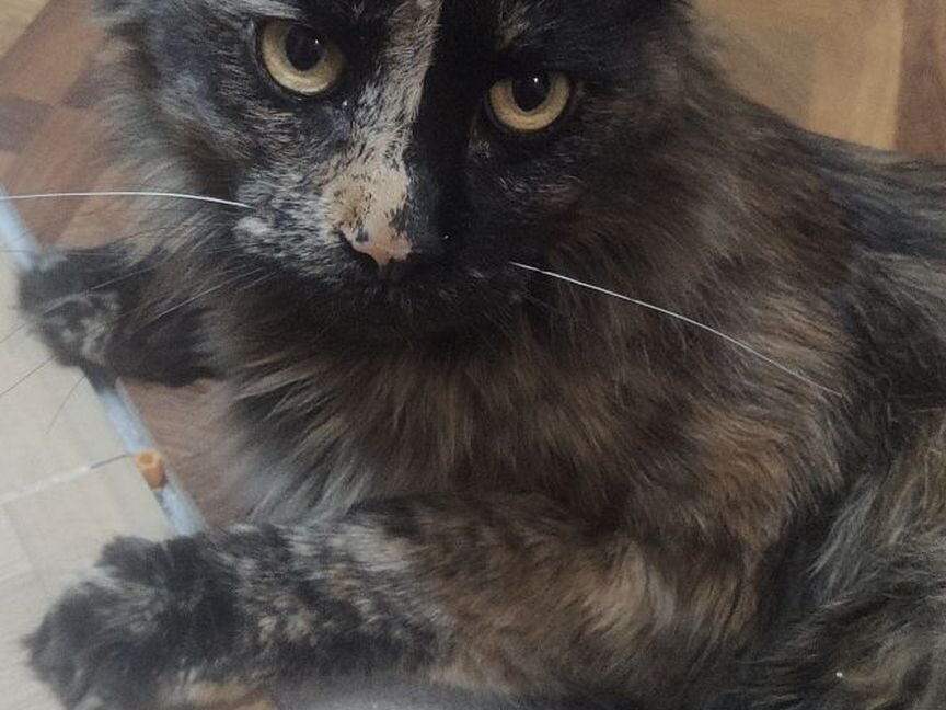 Кошки мейн-кун