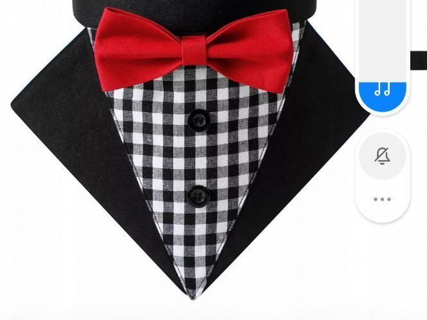 Бабочка, смокинг для собаки