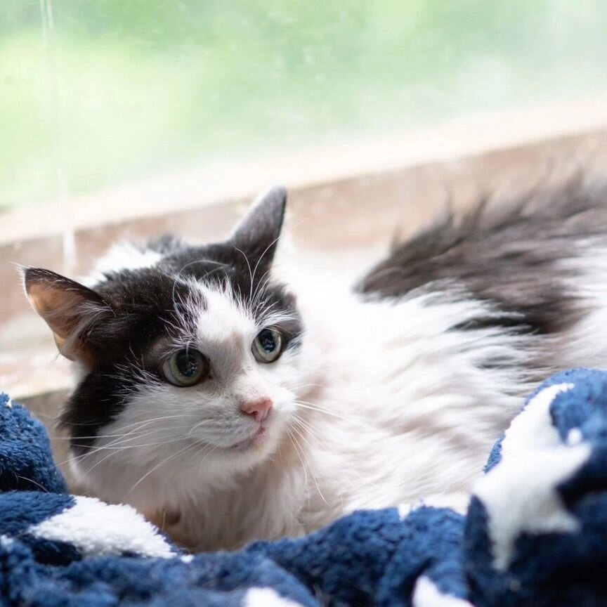 Кошка с лейкозом