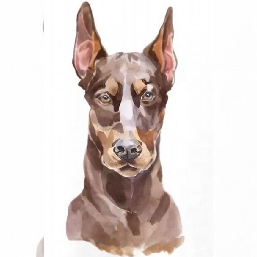 Доберман, взрослая собака