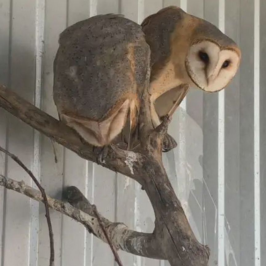 Ворон птенцы