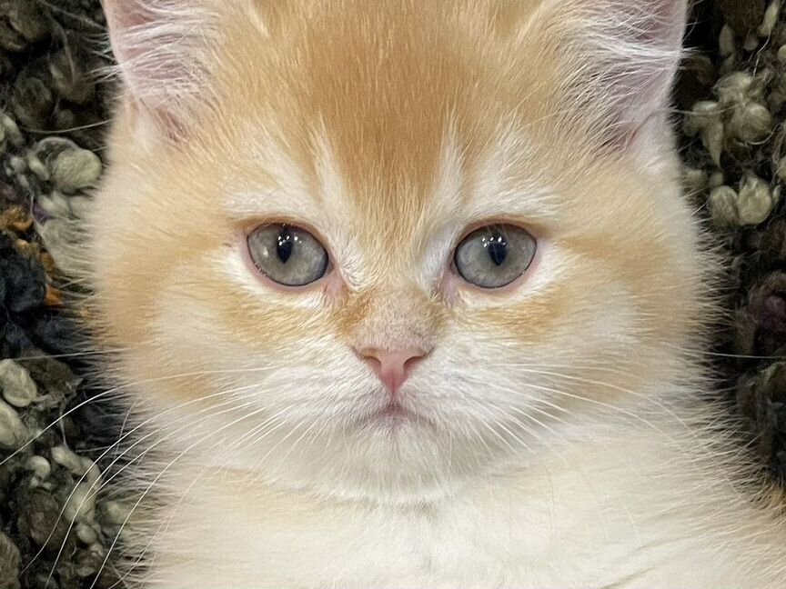 Британский рыжый котенок