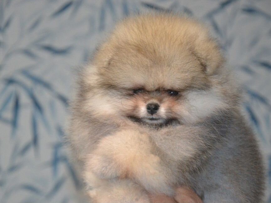 Померанский шпиц мини крем соболь девочка