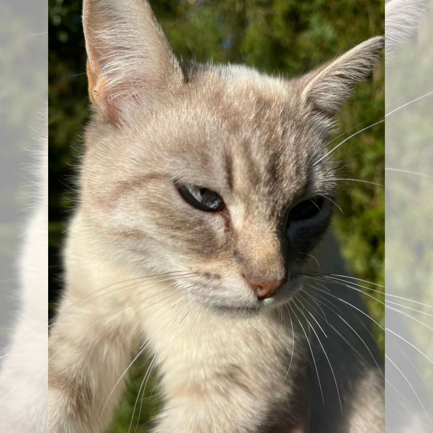 Котята в добрые руки мальчики