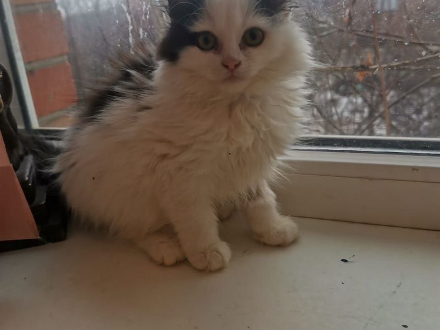 Снежинка, 2 мес. Приют