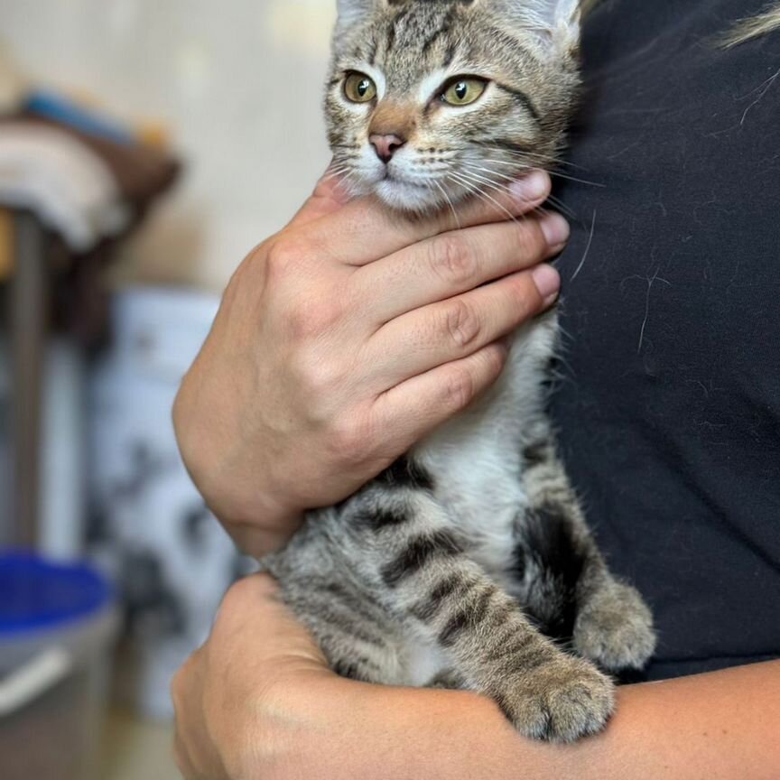 Молодой котик Васька