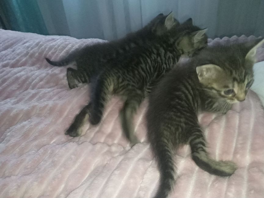 Котята метисы бенгальские