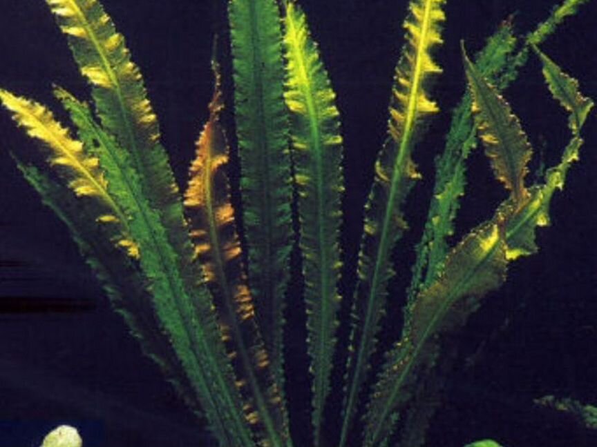 Растение в аквариумное, очень большой