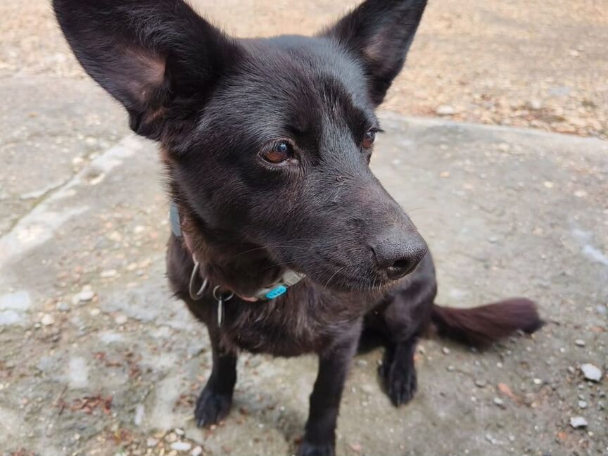 Молодая стерилизованная собака Жулька в частный до