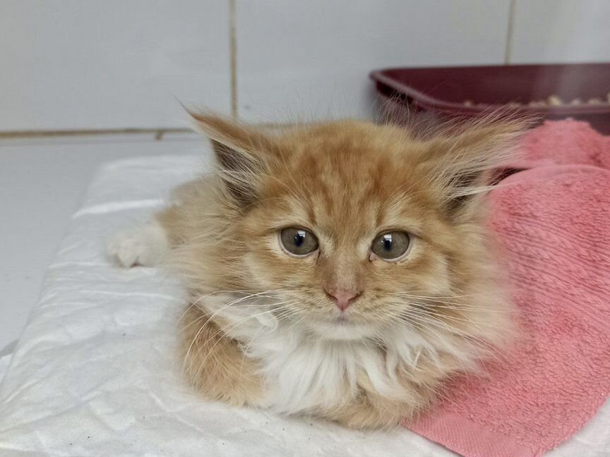 Котики замерзнут зимой