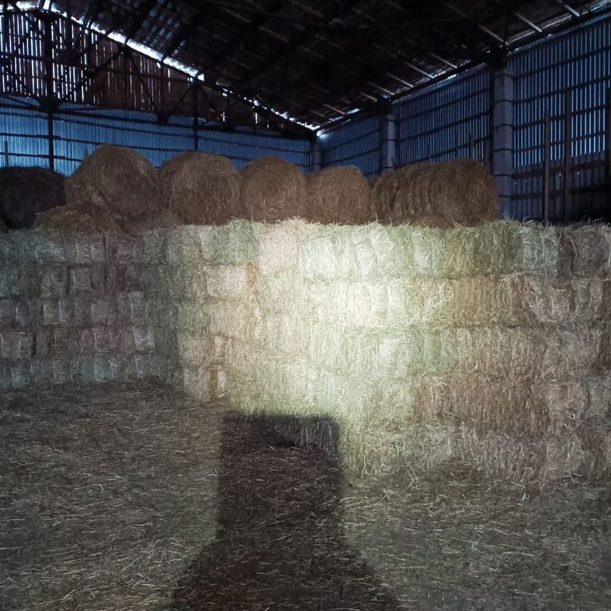 Сено в тюках