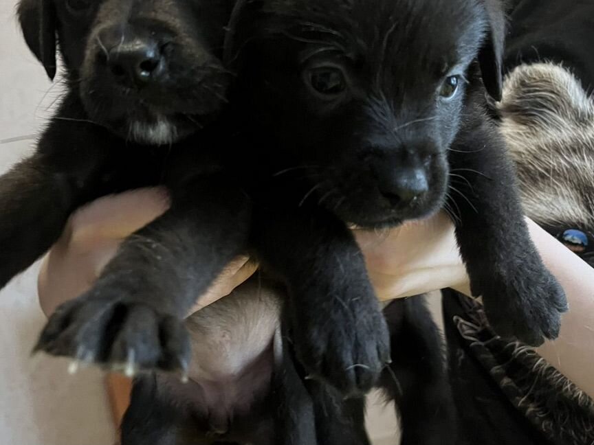 Щенки лаборадора метисы