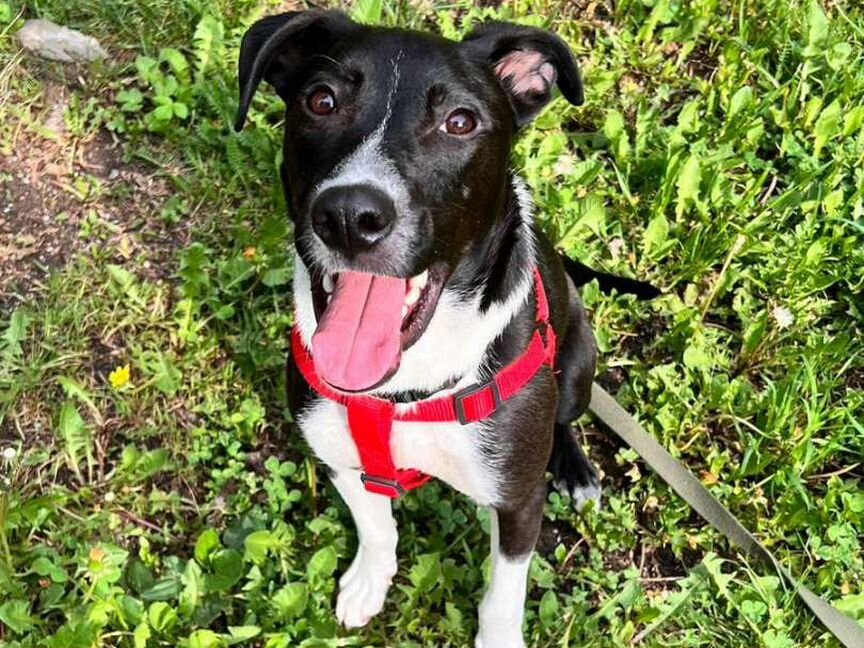 Маленький собачкин Дюк мальчишка подросток игруля