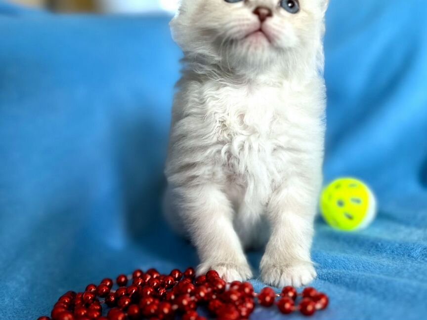 Котята