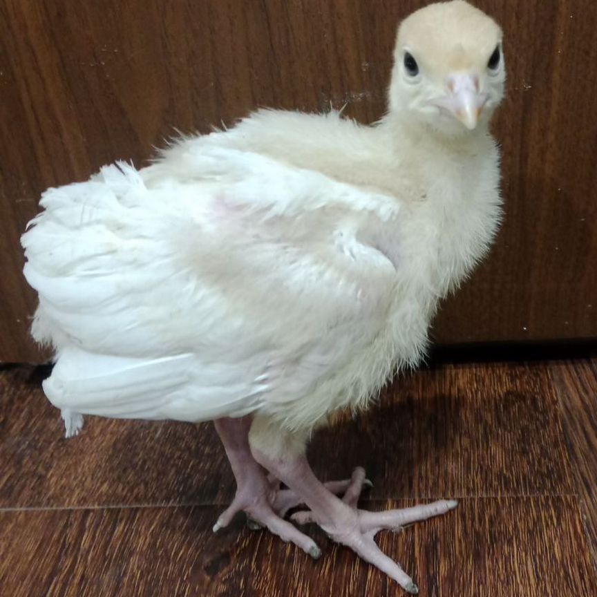 Индюшата хайбрид конвертер