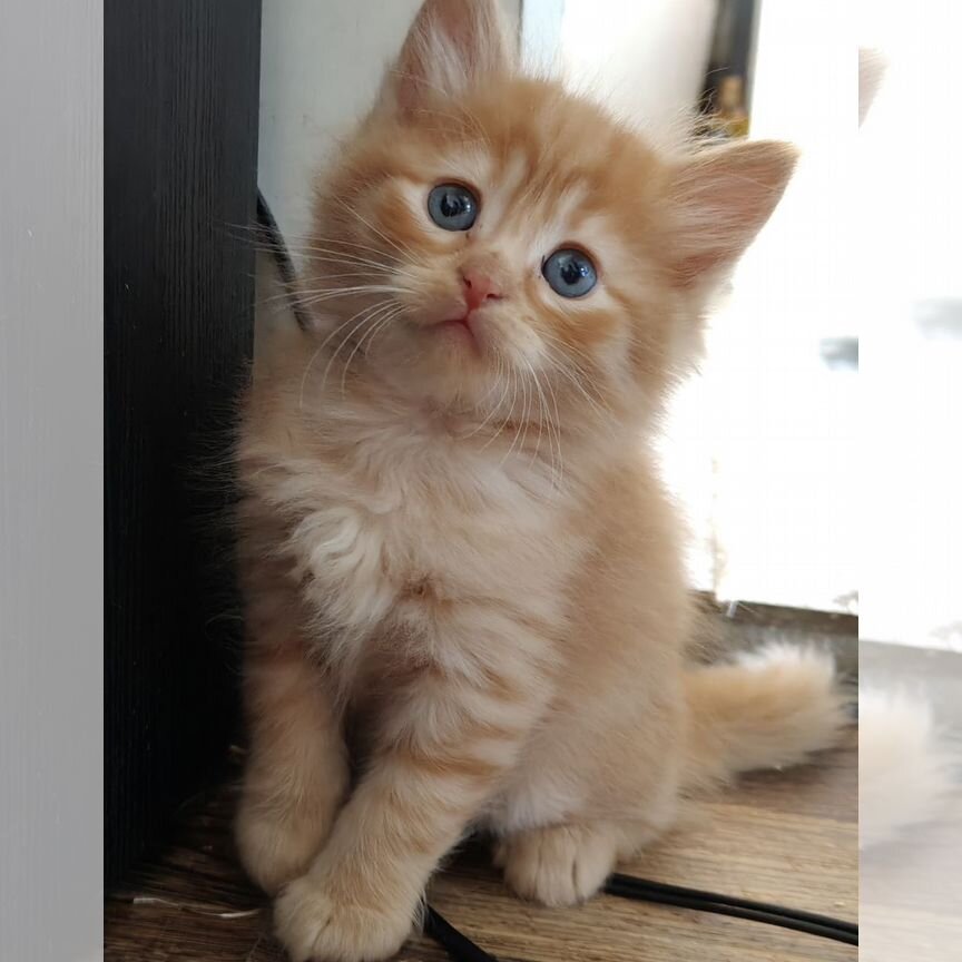 Сибирский котёнок