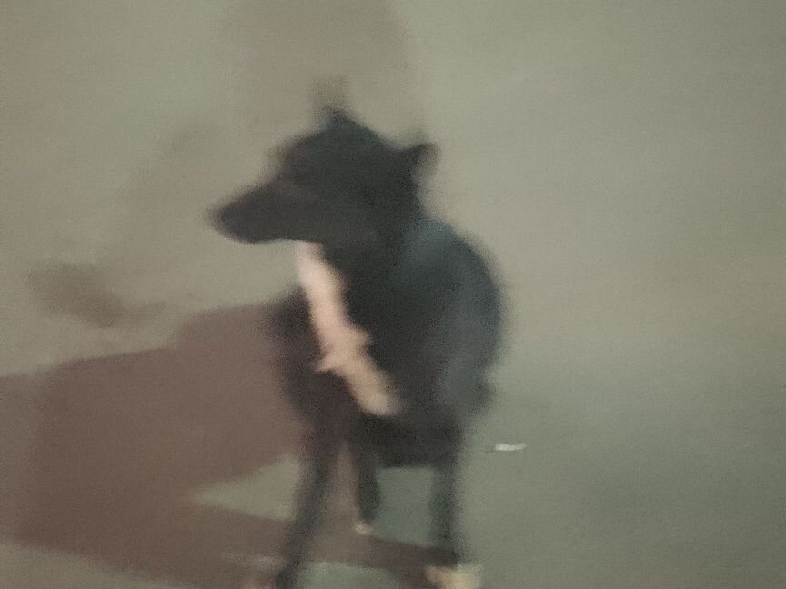 Собака брошенка