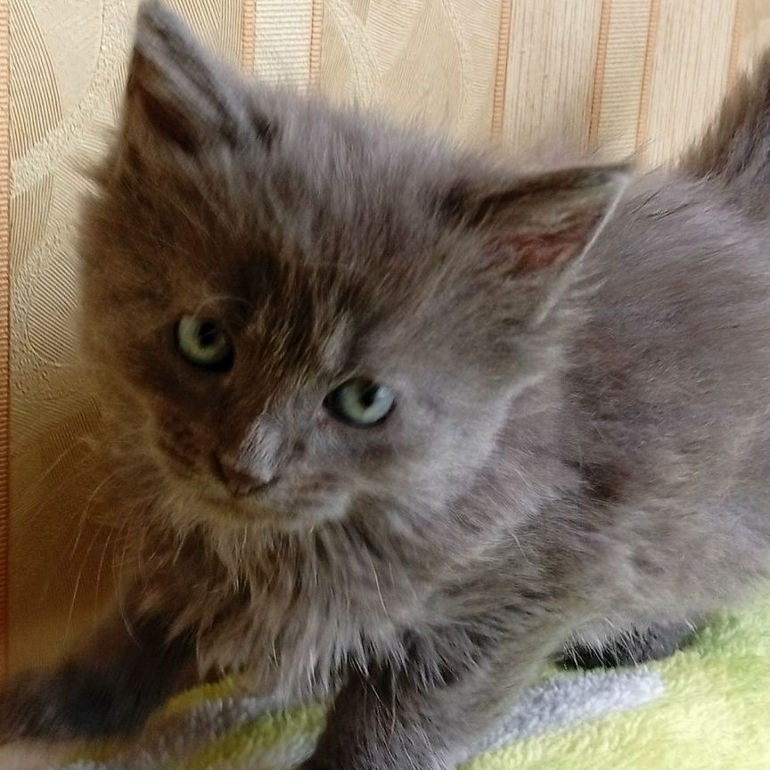 Сибирский котёнок