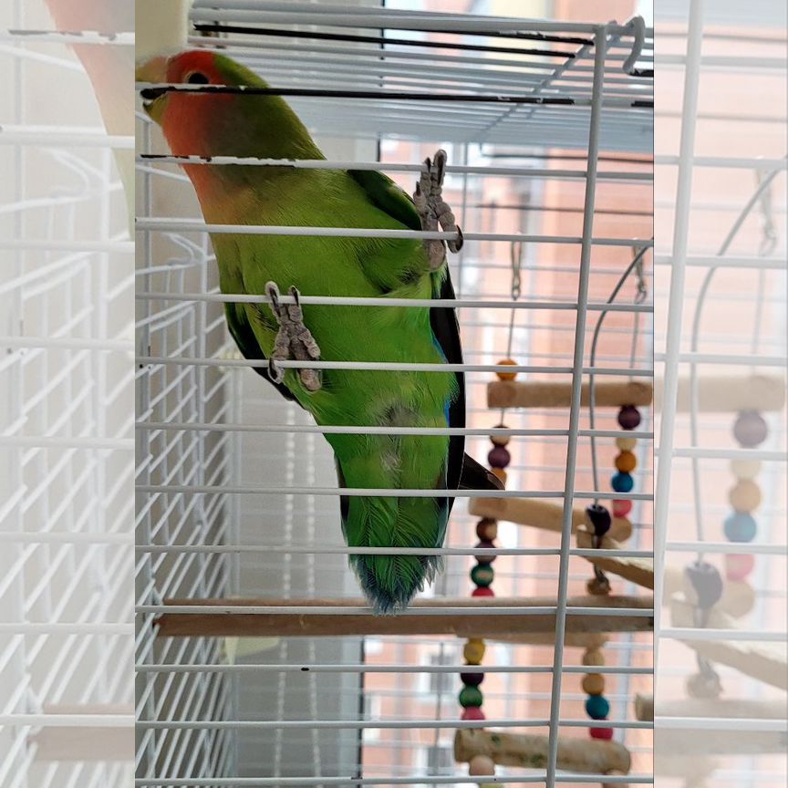 Попугай неразлучник