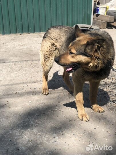 Собака в добрые руки