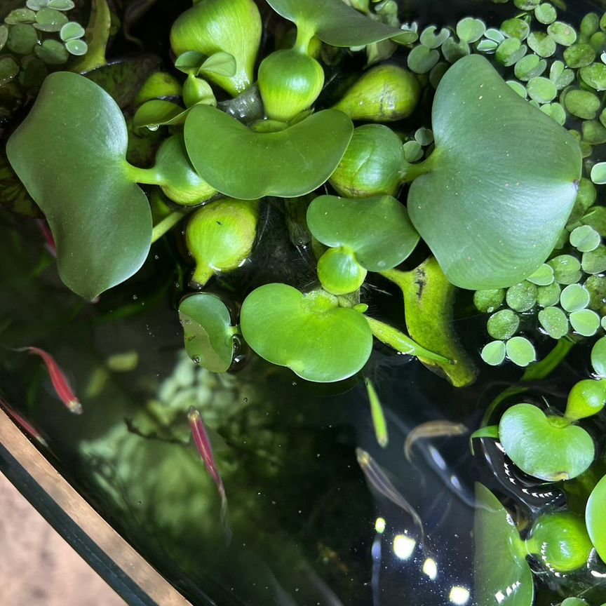 Аквариумное растение эйхорния отличная