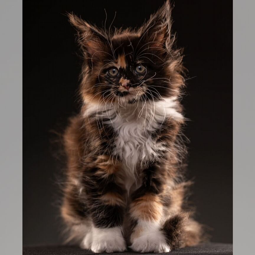 Котёнок мейн-кун черепаховая