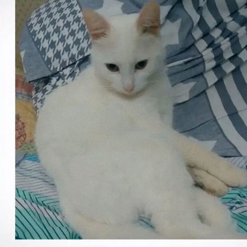 Белый кот Рафинад, глухой