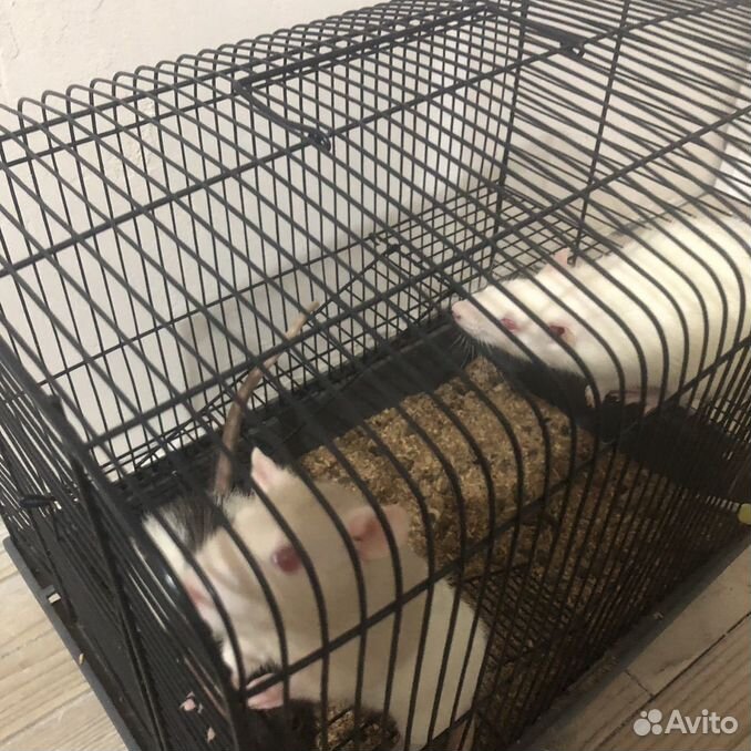 Крысы 3шт -девочки