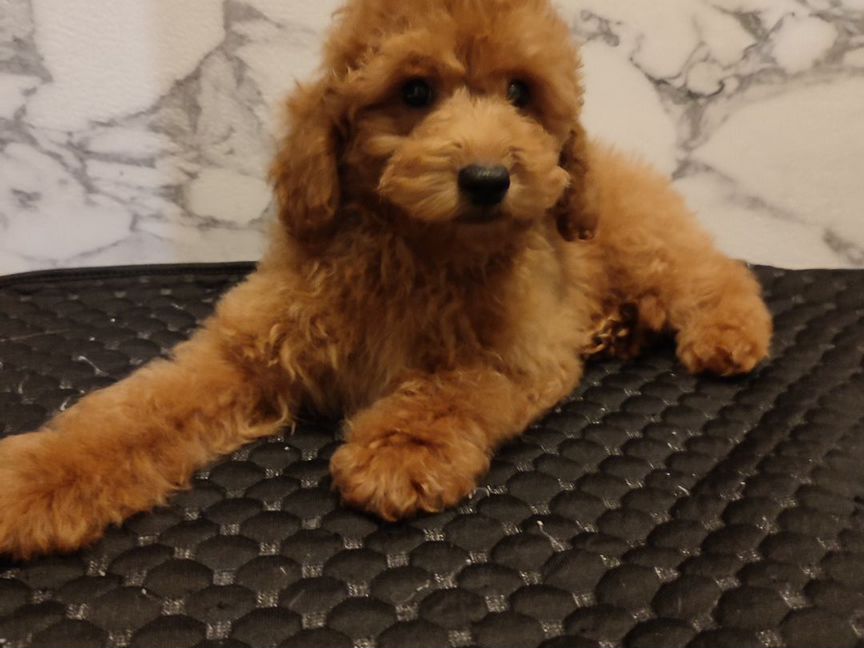 Пудель миниатюра