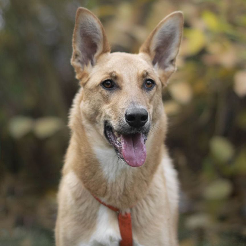 Взрослая собака в добрые руки